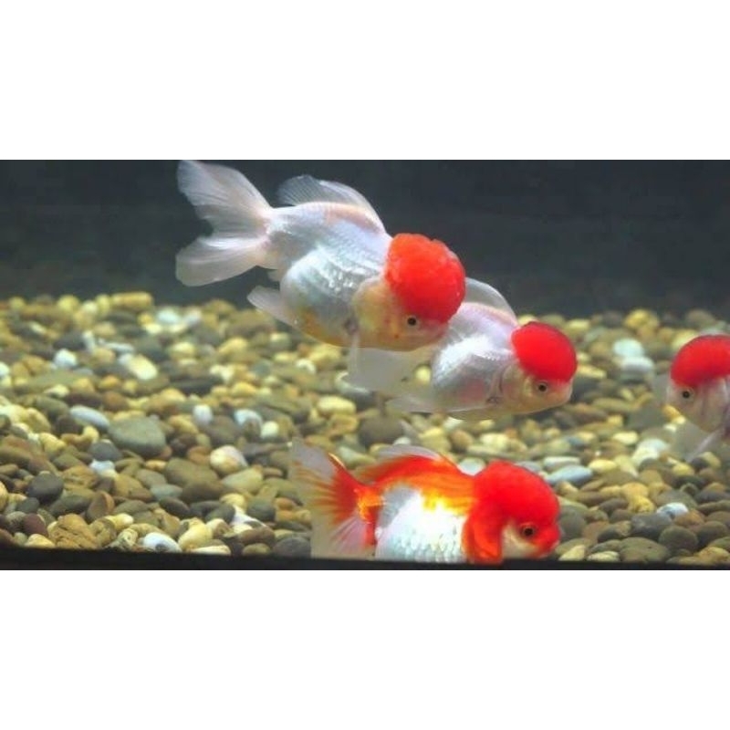Jual Ikan Hias Koki Tancho Tanco Red Cup Ikan Air Tawar Aquarium Kolam ...