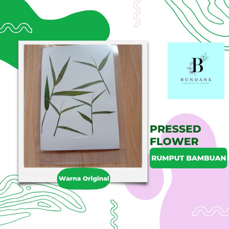 Jual Pressed Flower Rumput Bambu-bambuan | Shopee Indonesia