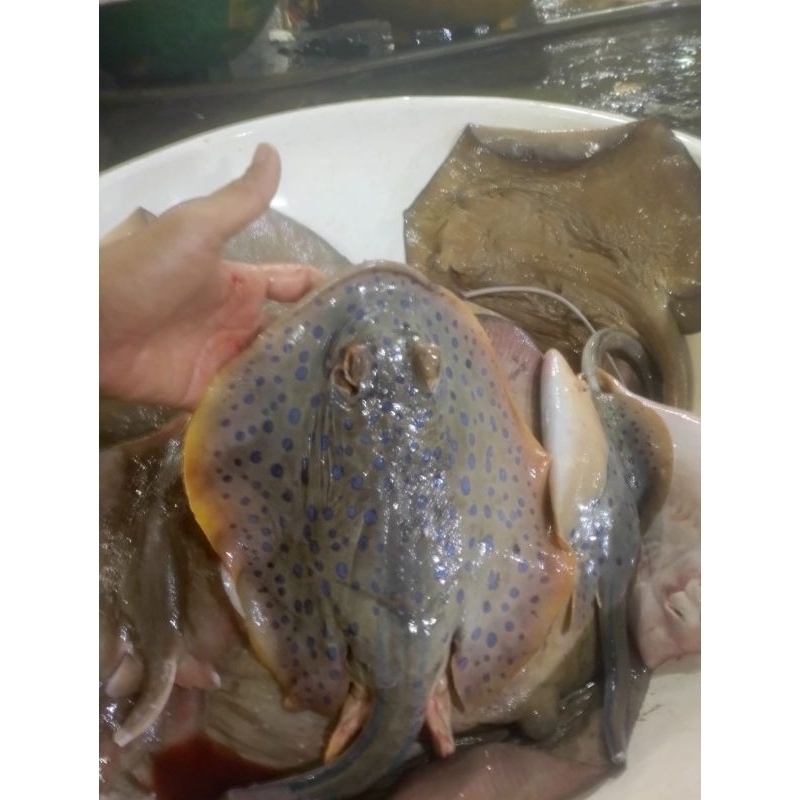 Jual ikan pari segar ikan laut fresh | Shopee Indonesia
