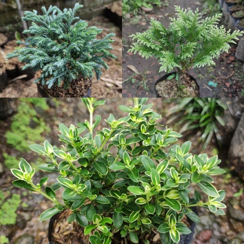 Jual Paket Hemat 3 Tanaman ( Cemara Silver, Cemara Inoki Putih, Mirten ...