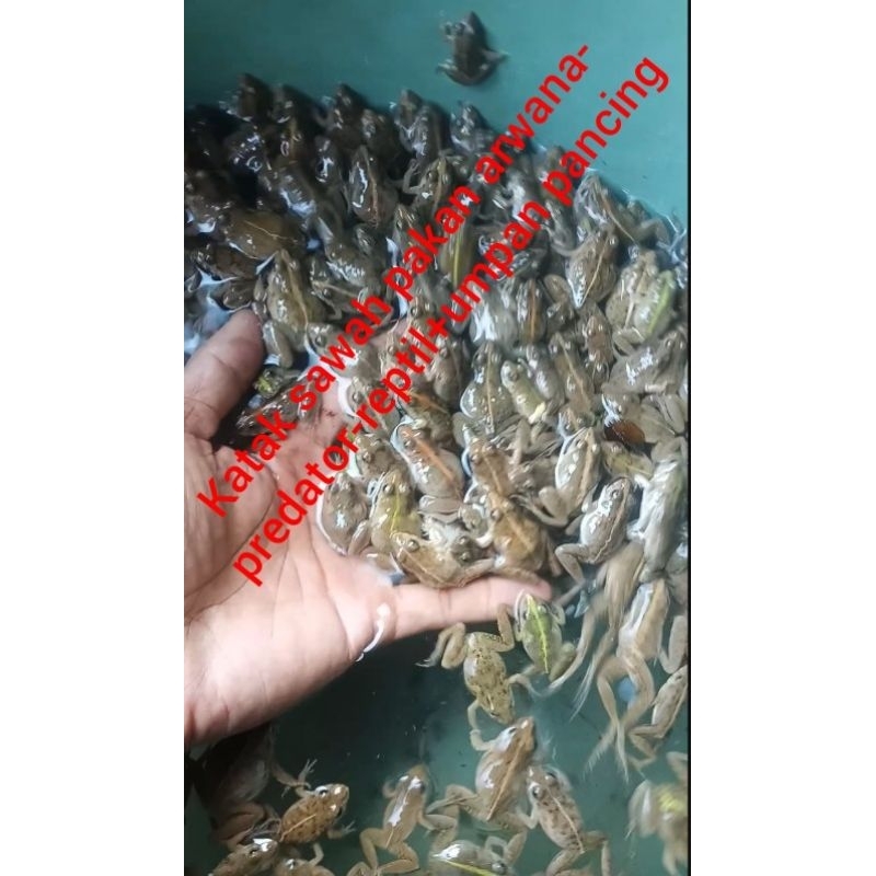 Jual katak sawah pakan arwana-predator-reptil+umpan pancing | Shopee ...