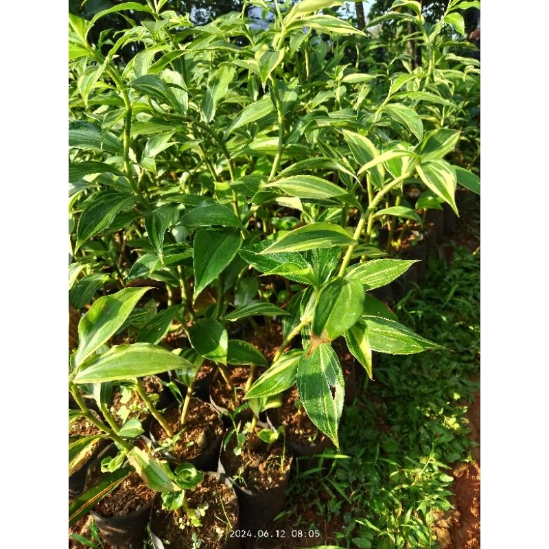 Jual Tanaman hias Pacing Varigata tinggi 40cm | Shopee Indonesia