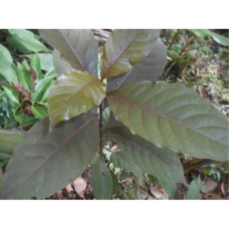 Jual daun ungu obat wasir daun handeuleum daun Wungu obat tradisional ...