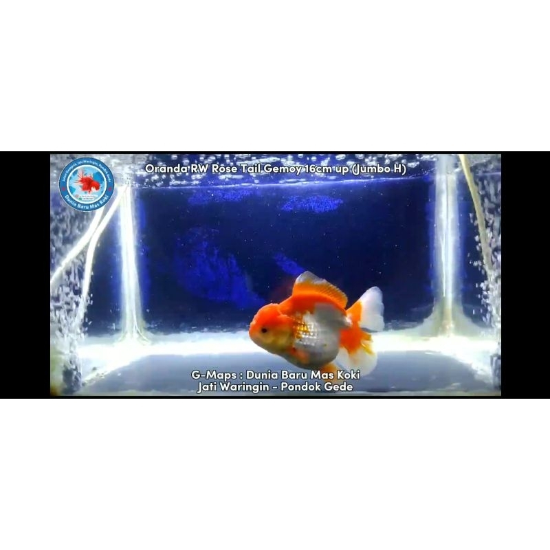 Jual Ikan Mas Koki Oranda RW Rose Tail Gemoy 16cm up (Jumbo) | Shopee ...