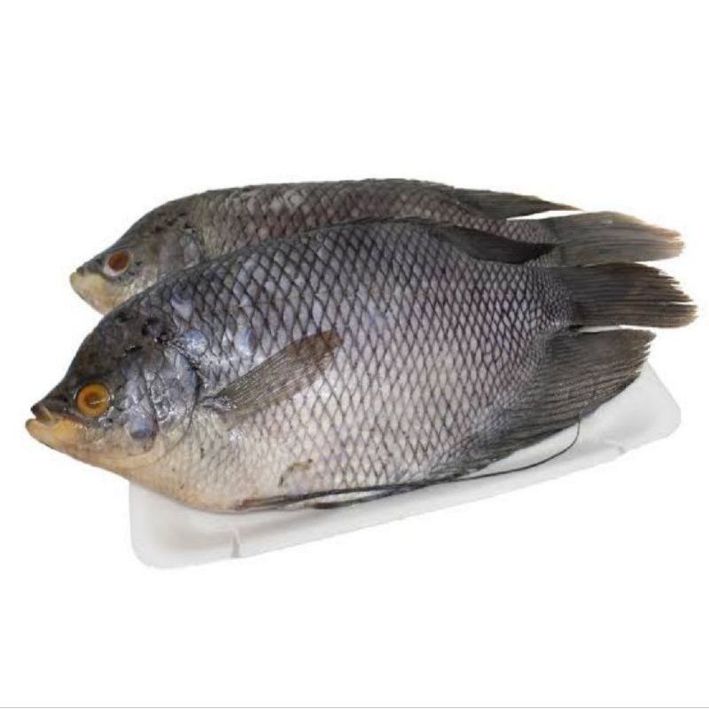 Jual ikan gurami/gurame segar fresh 1 kg | Shopee Indonesia