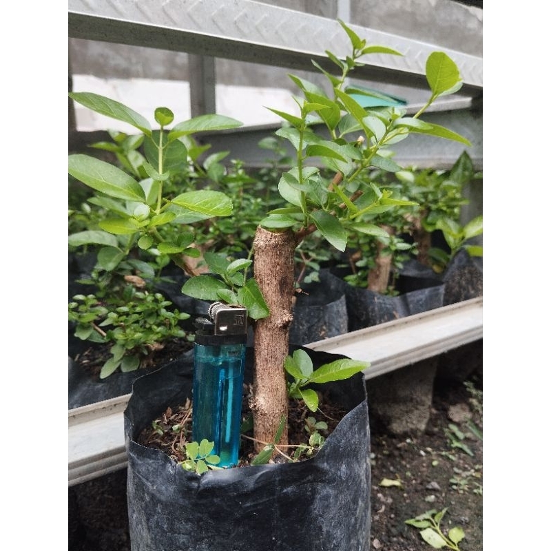 Jual Bahan Sancang Daun Rimbun & Akar lebat (Tinggi 10-15 cm) | Shopee ...