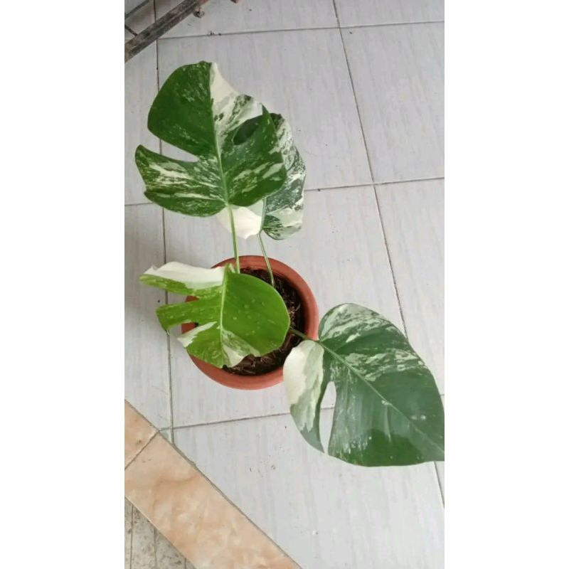 Jual Tanaman Monvar Monstera Varigata mustera albino | Shopee Indonesia