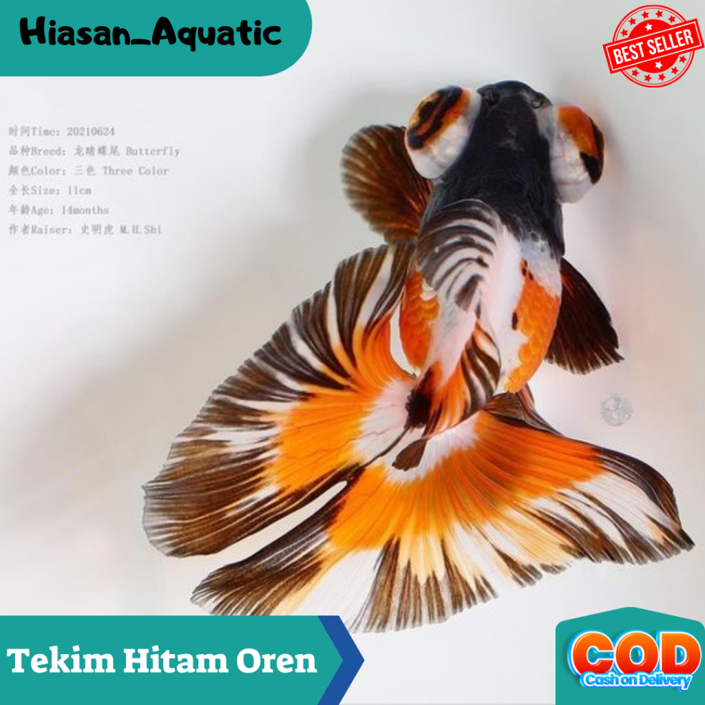 Jual Koki Tekim Hitam Oren Isi 9 ekor / Ikan Hias Aquasqape Air Tawar ...