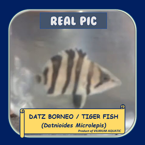 Jual IKAN HIAS AIR TAWAR - DATZ BORNEO 4 BAR / TIGER DATZ BORNEO 4 BAR ...