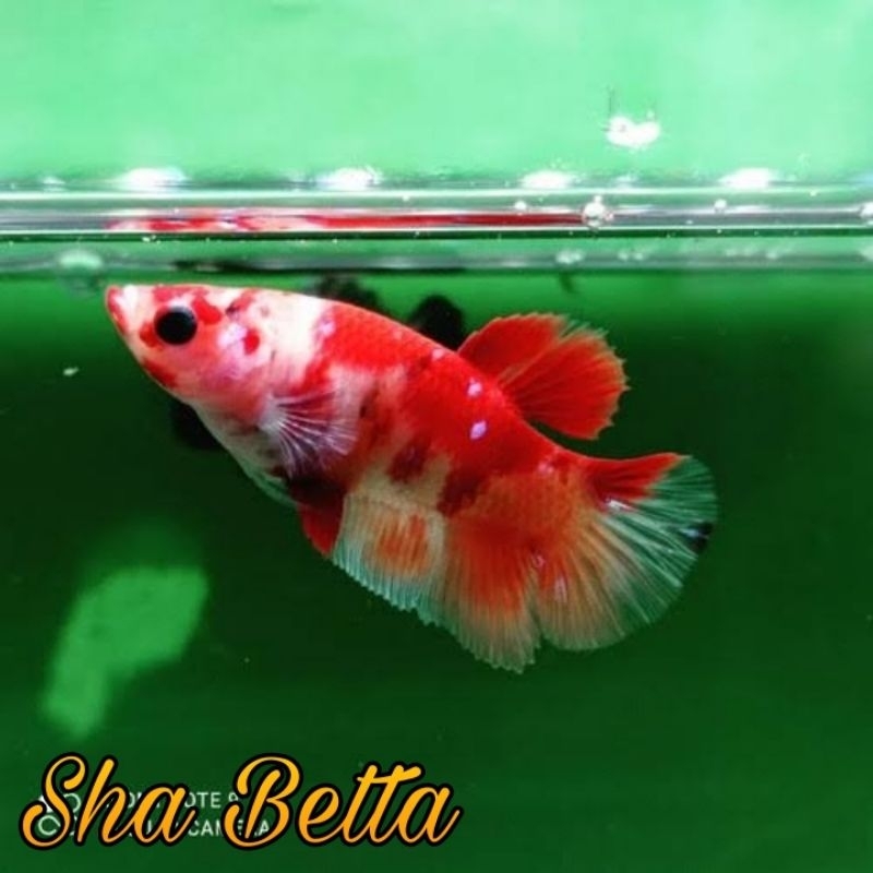 Jual CUP4NG PLAKAT RED KOI GALAXY RKG BETINA CEWEK FULL TELUR SIAP ...