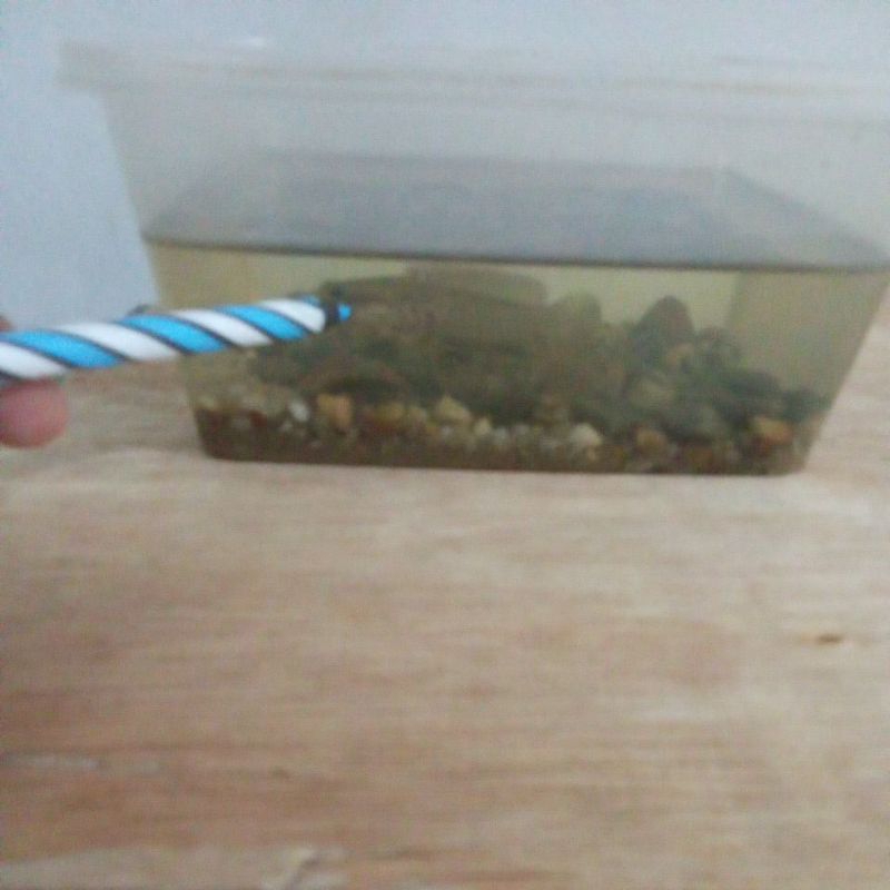 Jual iwak galak blue pulcra 6-7cm,,,spek kontes+garansi jika tidak ...