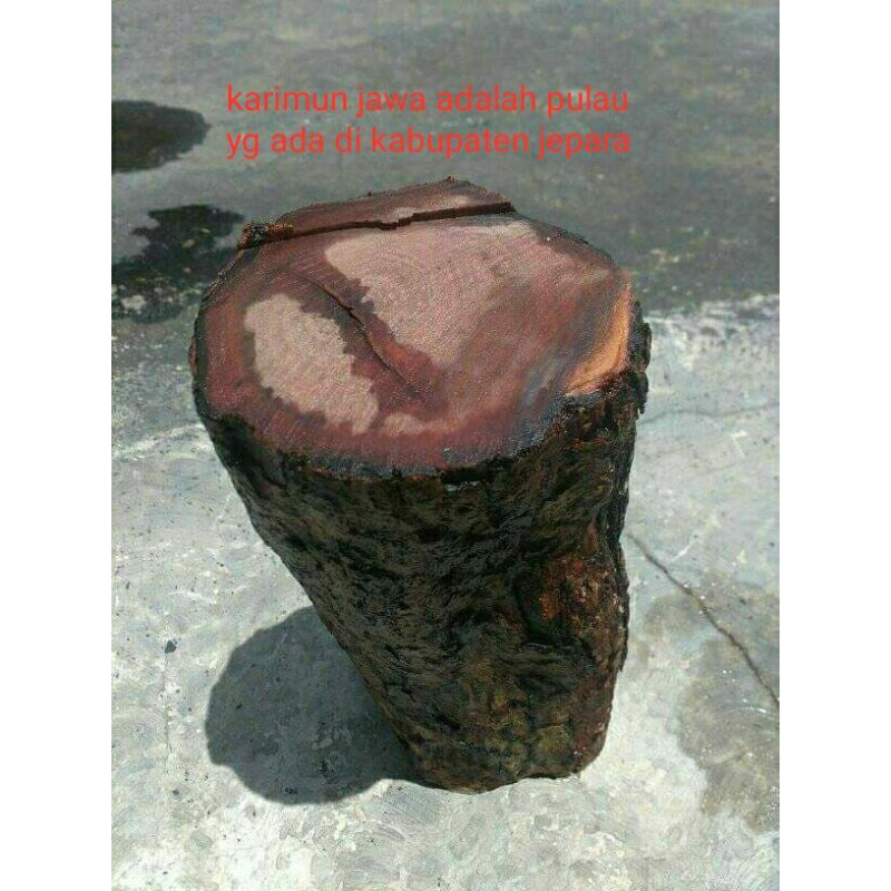 Jual kayu temuan setigi karimun jawa harga per 1 kg | Shopee Indonesia