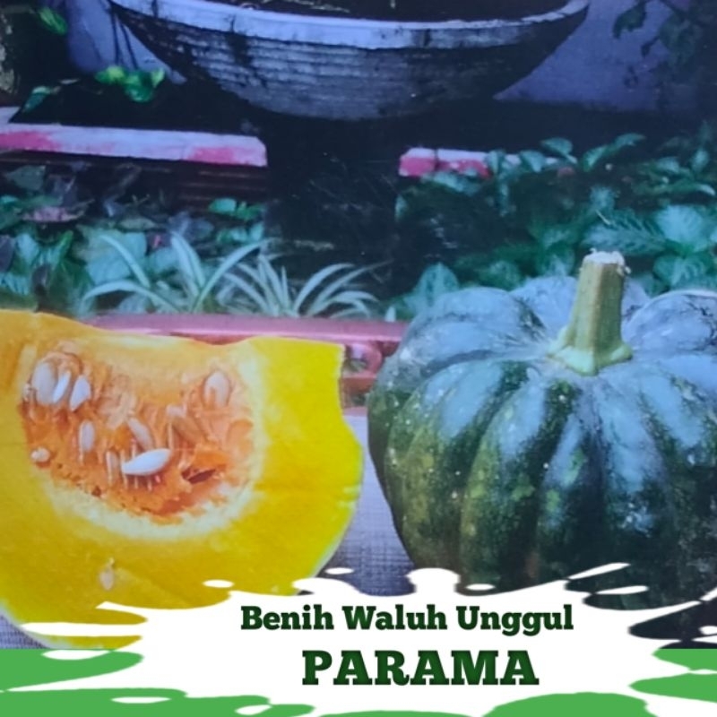 Jual 10 BENIH WALUH LABU UNGGUL PARAMA ORIGINAL | Shopee Indonesia