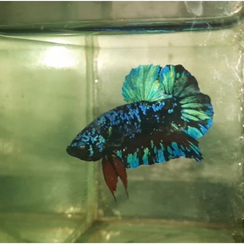 Jual Cupang Avatar Gordon (Male) | Shopee Indonesia