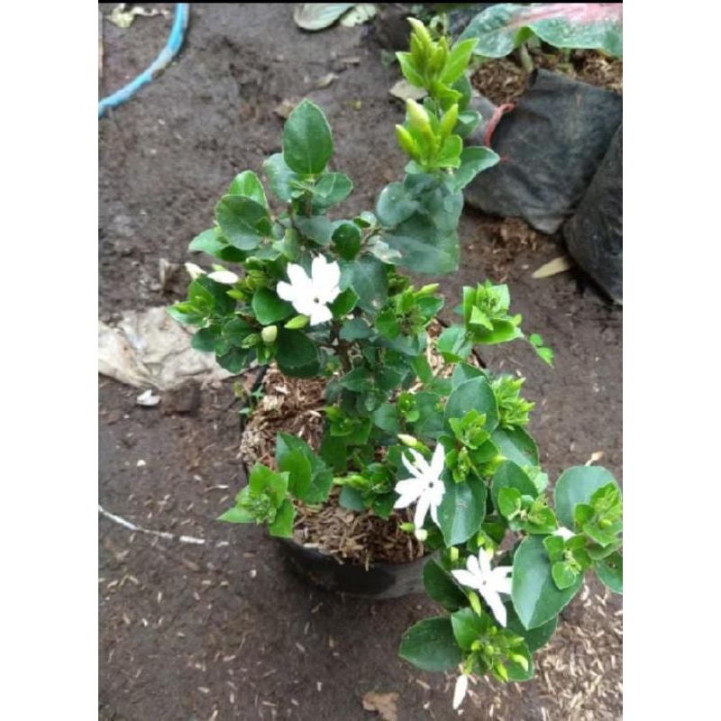 Jual tanaman bunga melati star melati bintang melati Yasmin berbunga ...
