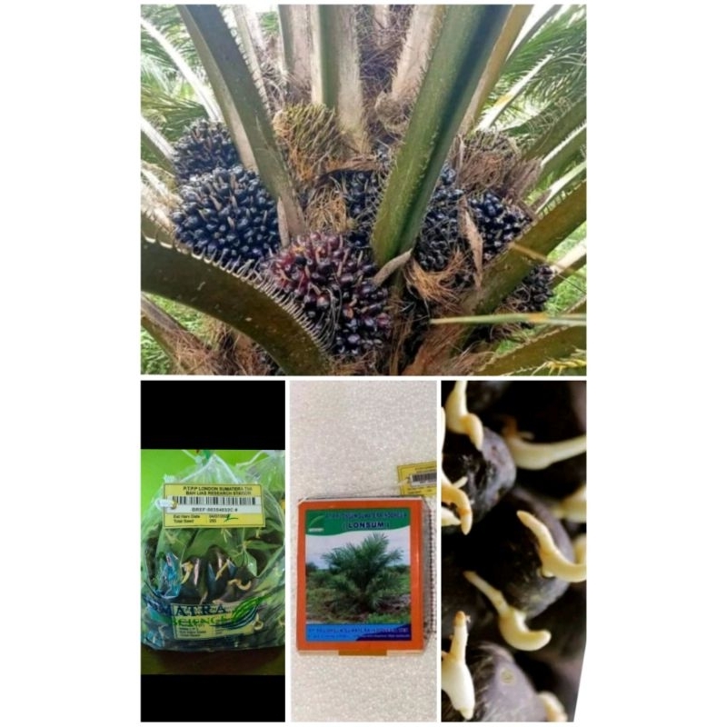 Jual bibit kecambh kelapa sawit lonsum | Shopee Indonesia