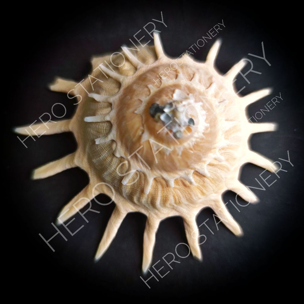 Jual Cangkang shell rumah keong siput Stellaria solaris | Shopee Indonesia