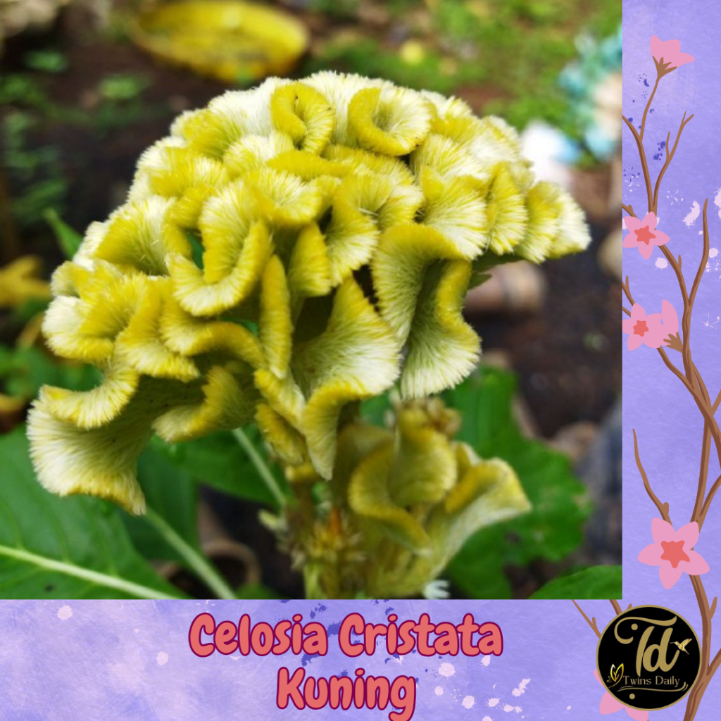 Jual 30 Biji Benig Bunga Celosia Cristata Jengger Ayam Warna Kuning ...