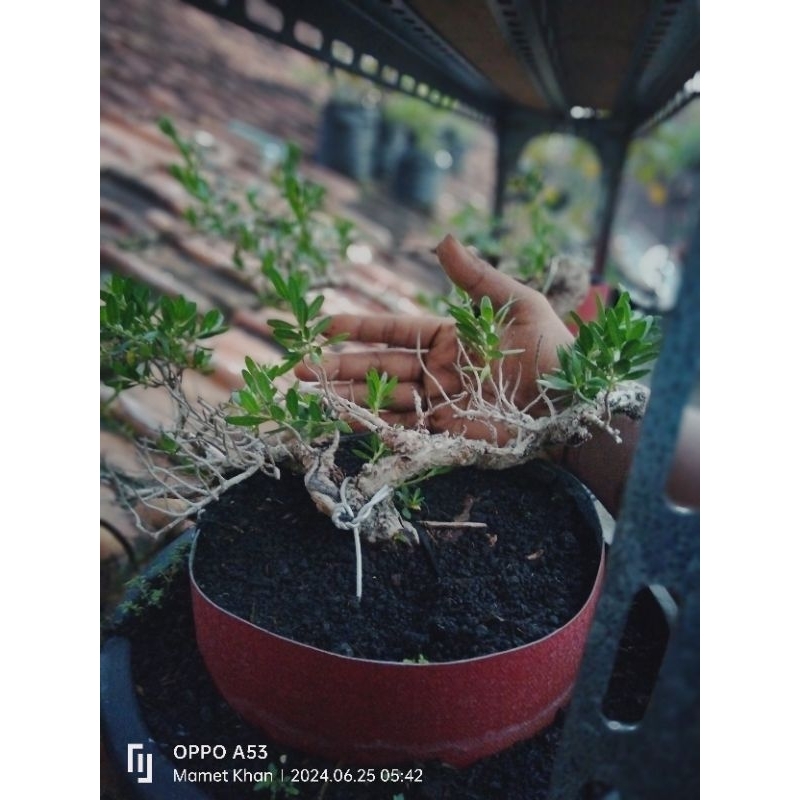Jual santigi sumba twin OTR | Shopee Indonesia
