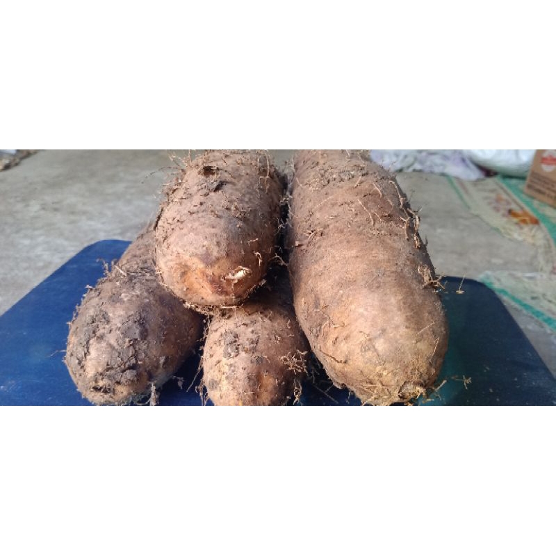 Jual ubi gembili pulen berpasir murah 1kg makanan tradisional | Shopee ...