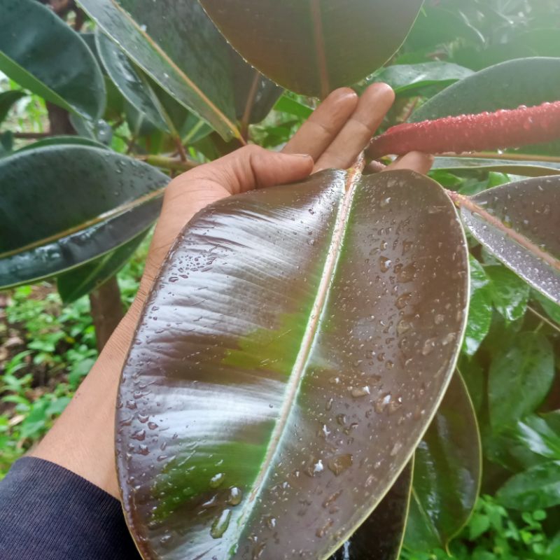 Jual Daun Karet Kebo Segar Isi 20 Lembar untuk kesehatan | Shopee Indonesia