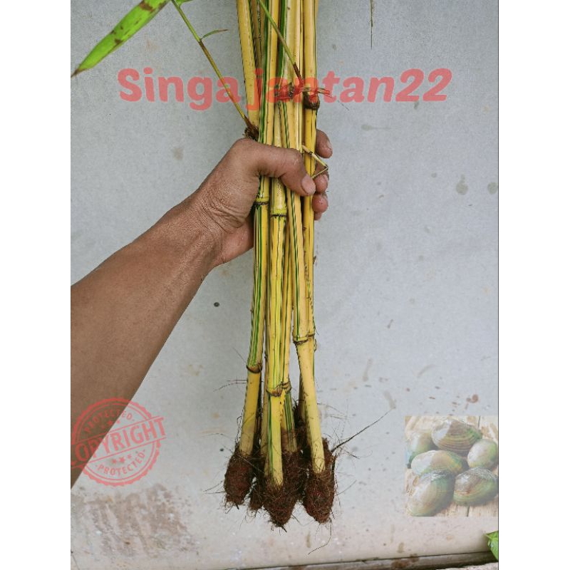 Jual Bambu kuning hias 50 cm penarik rejeki dan pengusir setan | Shopee ...