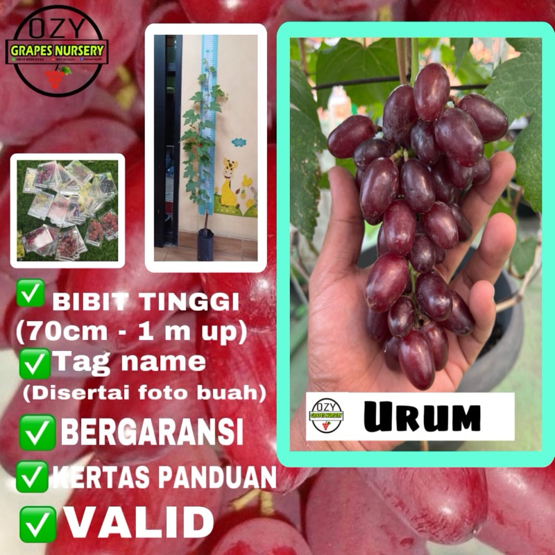 Jual Bibit anggur IMPORT Jenis URUM, ukuran buah Besar. | Shopee Indonesia