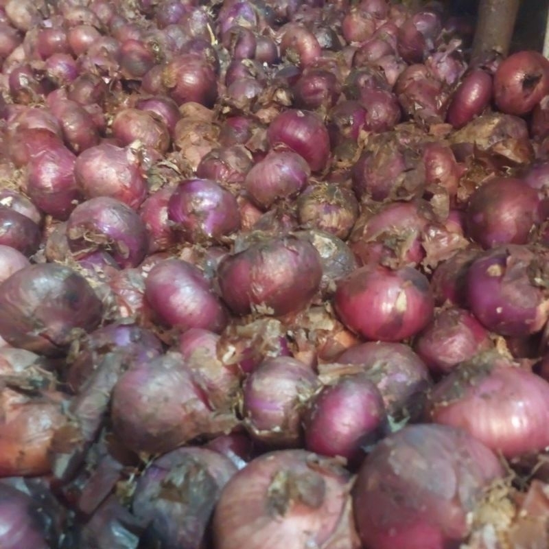 Jual Bombay Merah 1kg | Shopee Indonesia