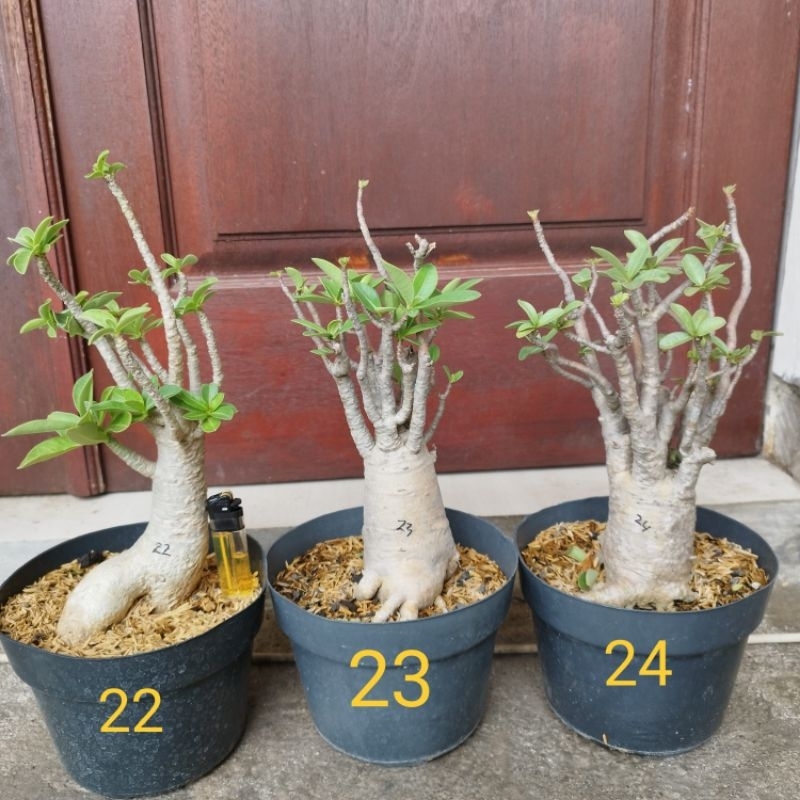 Jual Adenium Thaisocotranum Arabicum RCN | Shopee Indonesia