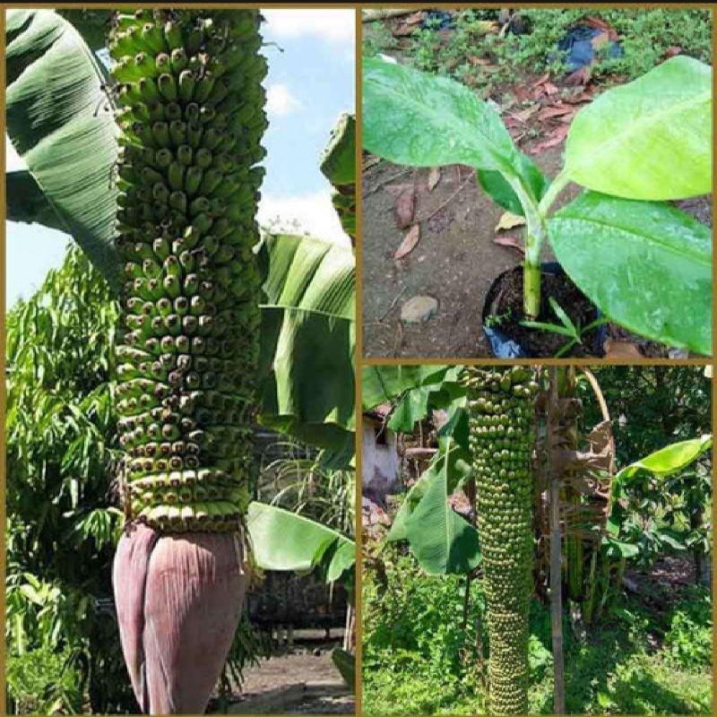 Jual Bibit pisang raja seribu - pohon buat pisang 1000 kualitas unggul ...