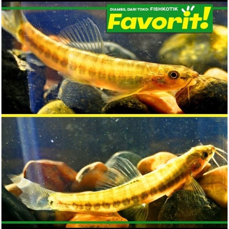 Jual Paket Koloni (Isi 10) Barred Loach Ikan Hias Aquascape Hiasan ...