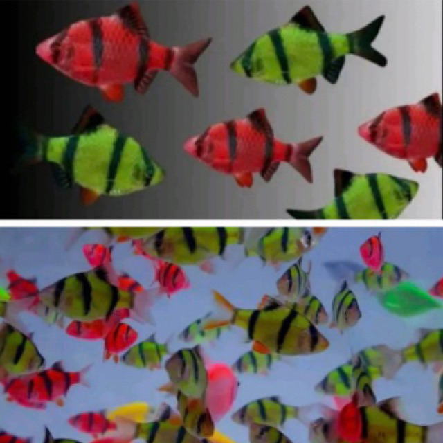 Jual IKAN HIAS SUMATRA WARNA WARNI / SUMATRA GLOWFISH GLOFISH / IKAN ...