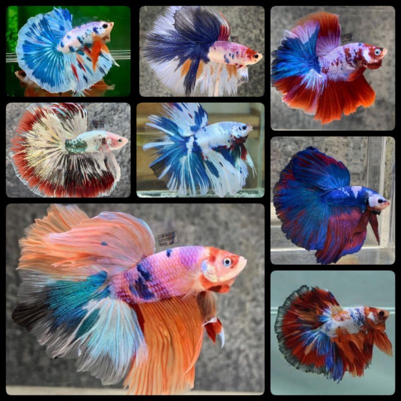 Jual Ikan Cupang HM Rosetail Warna Kombinasi Multi & Fansy Ukuran L+ ...
