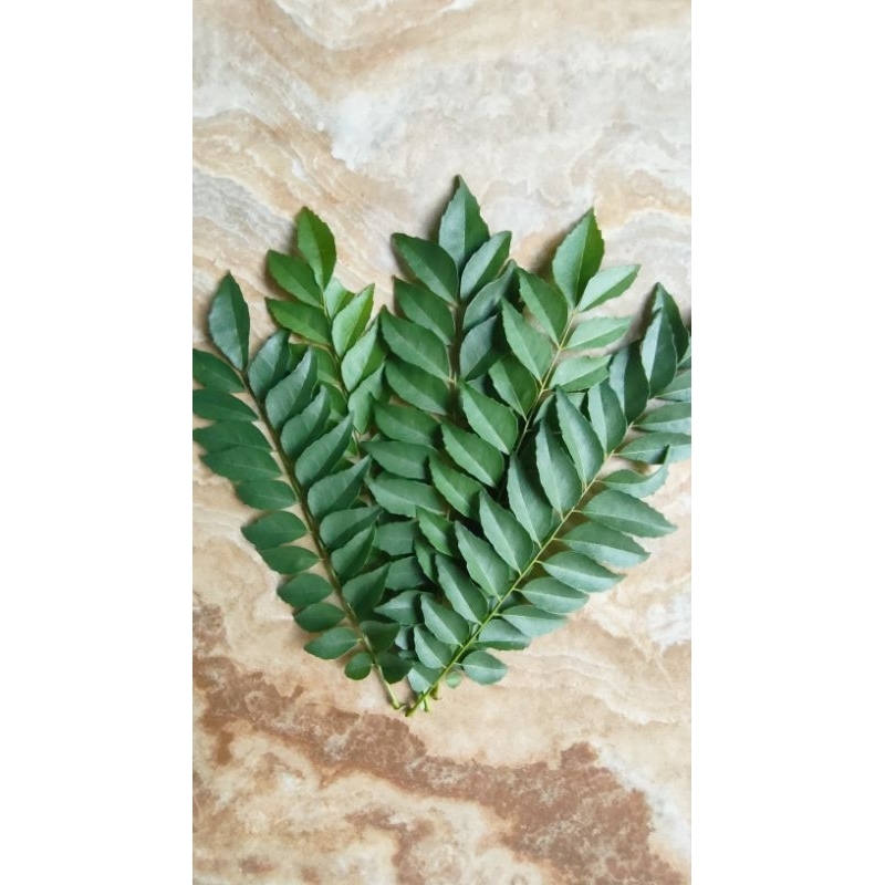 Jual DAUN KARI SEGER || SALAM KOJA DAUN SALAM KOJA 10 TANGKAI | Shopee ...