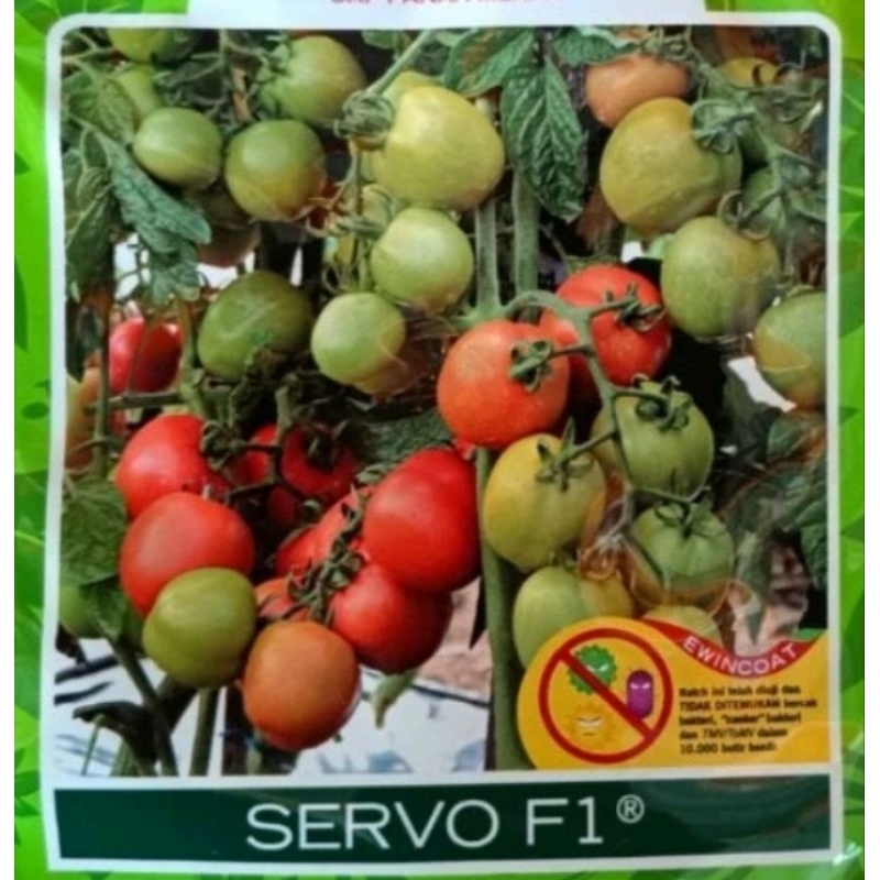 Jual Benih Tomat Hibrida SERVO F1 isi 1750 Butir Bibit Tomat F1 SERVO ...