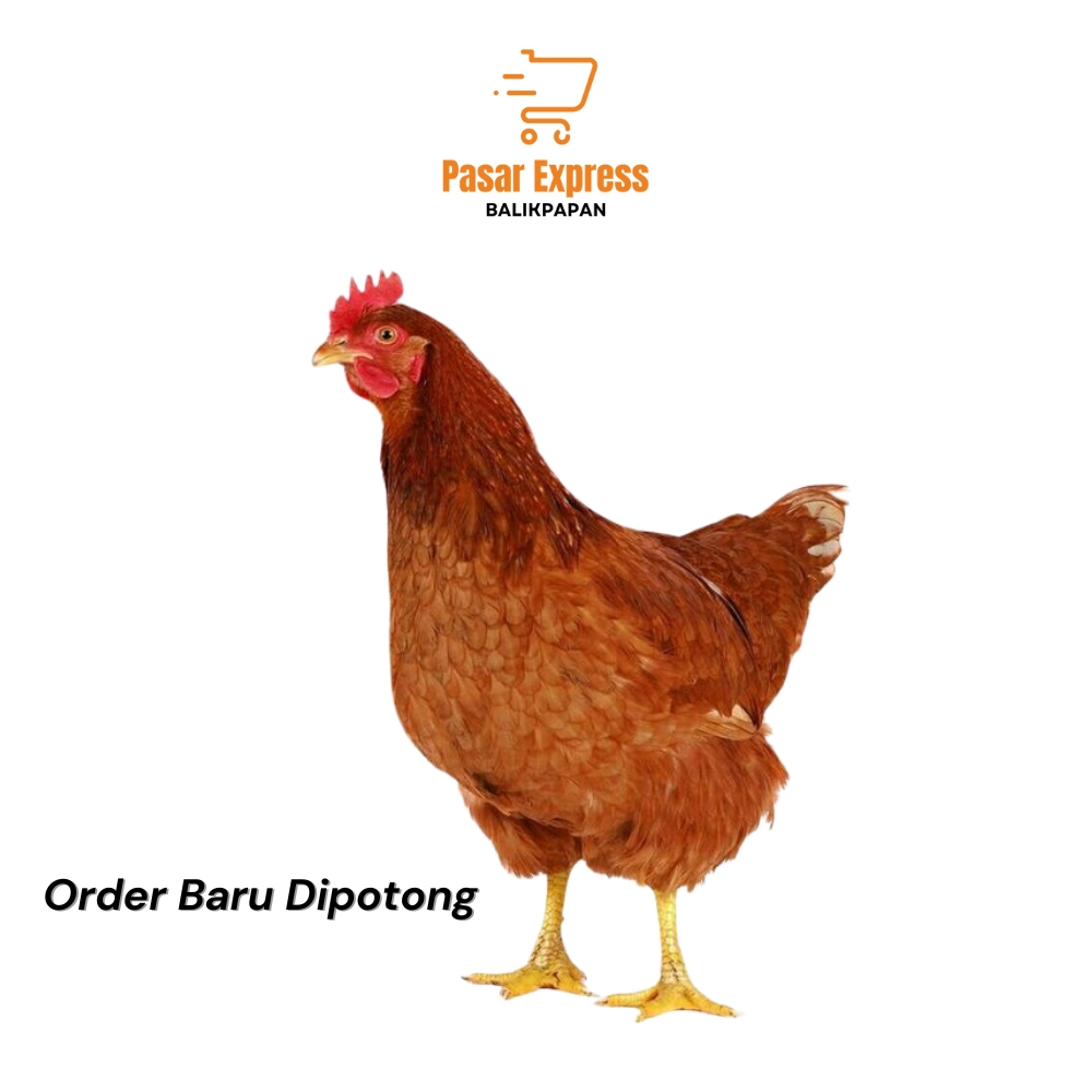 Jual [Lagi Murah] Daging Ayam Merah / Ayam Petelur (-+2kg) Order Baru ...