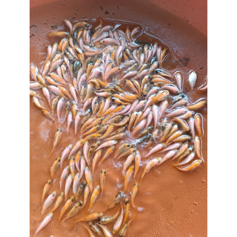 Jual paket 100 ekor bibit ikan nila merah Bangkok 2-3cm | Shopee Indonesia