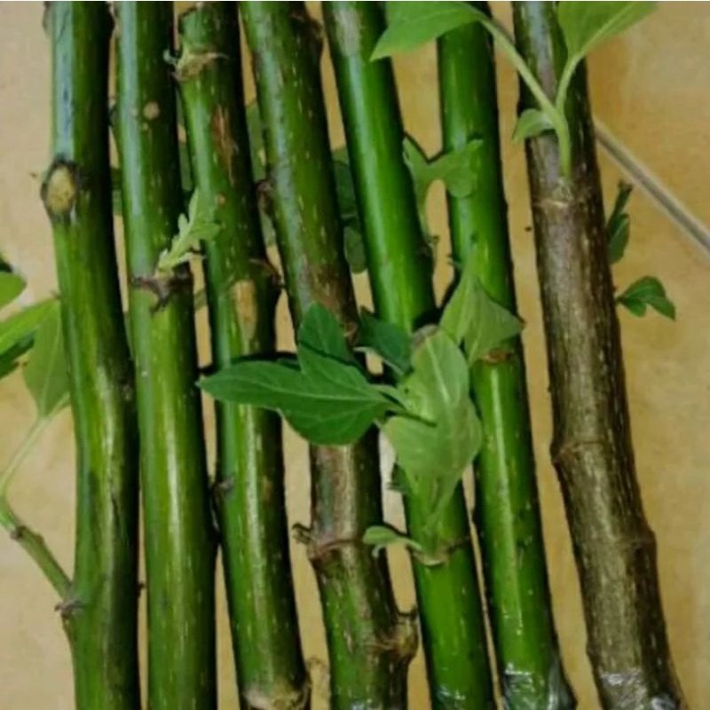 Jual 25 Bibit stek batang pohon insulin (kipahit) stek batang tanaman ...