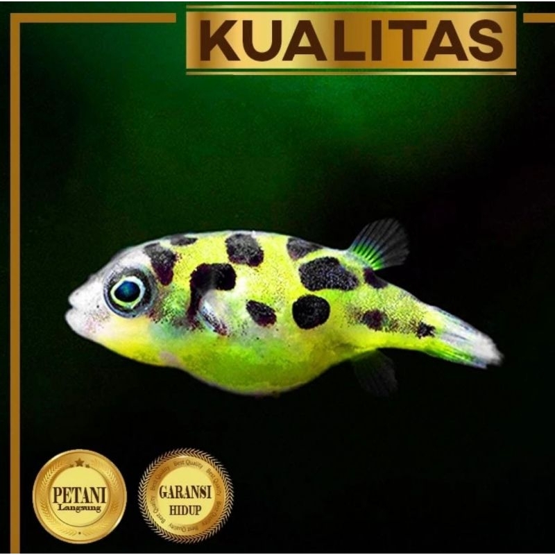 Jual Mini Puffer Fish Ikan Hias Aquascape Hiasan Aquarium Tanaman Air ...