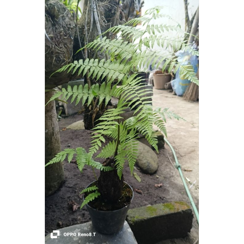 Jual tanaman hias pakis hutan - paku-pakuan | Shopee Indonesia