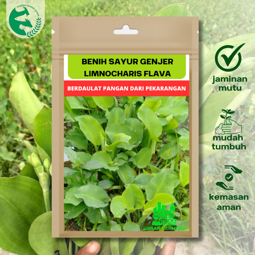 Jual Benih Sayur Genjer Gendot Ratusan Biji Unggul Urban Farming ...