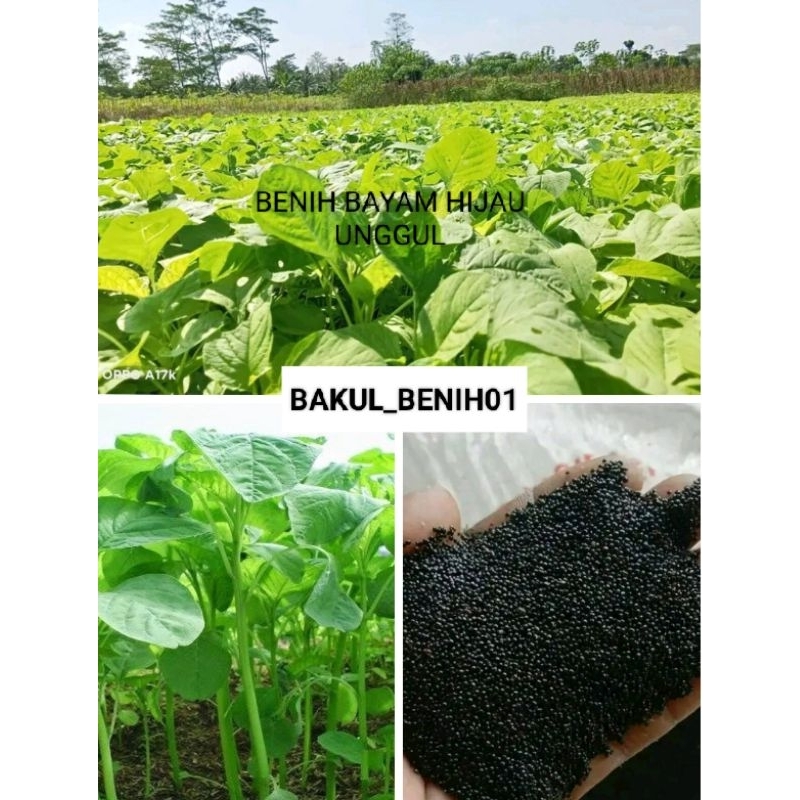 Jual 100++ BENIH BAYAM HIJAU PETIK UNGGUL DAUN LEBAR SUPERAN | Shopee ...