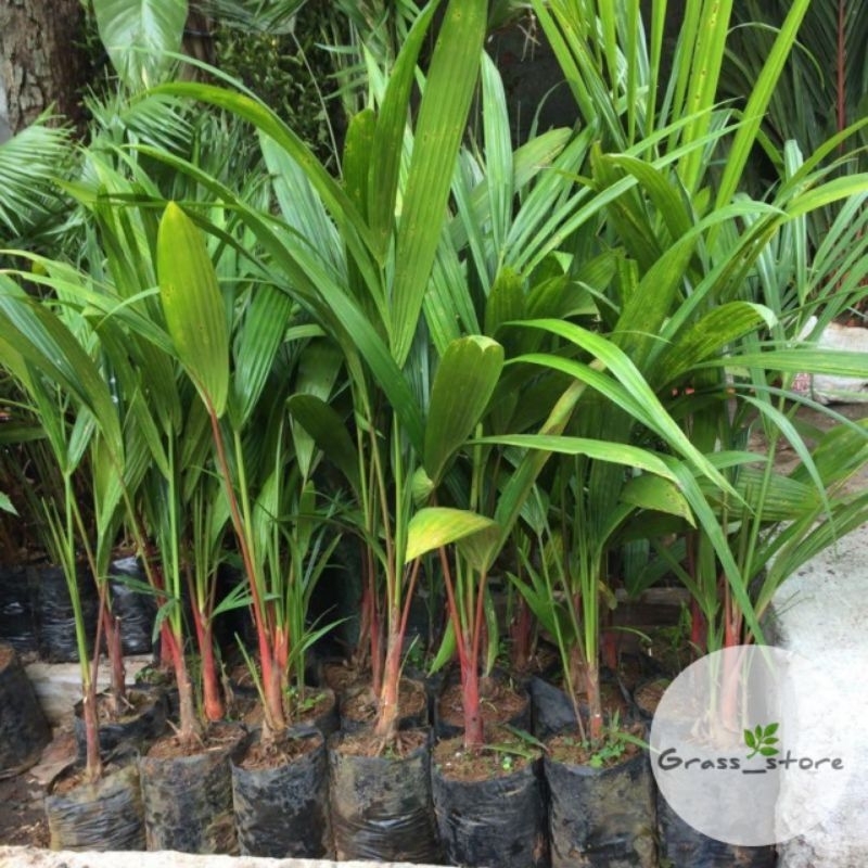 Jual Pohon Palem Merah (ASLI) Tanaman Hias Palm Merah Hidup COD ...
