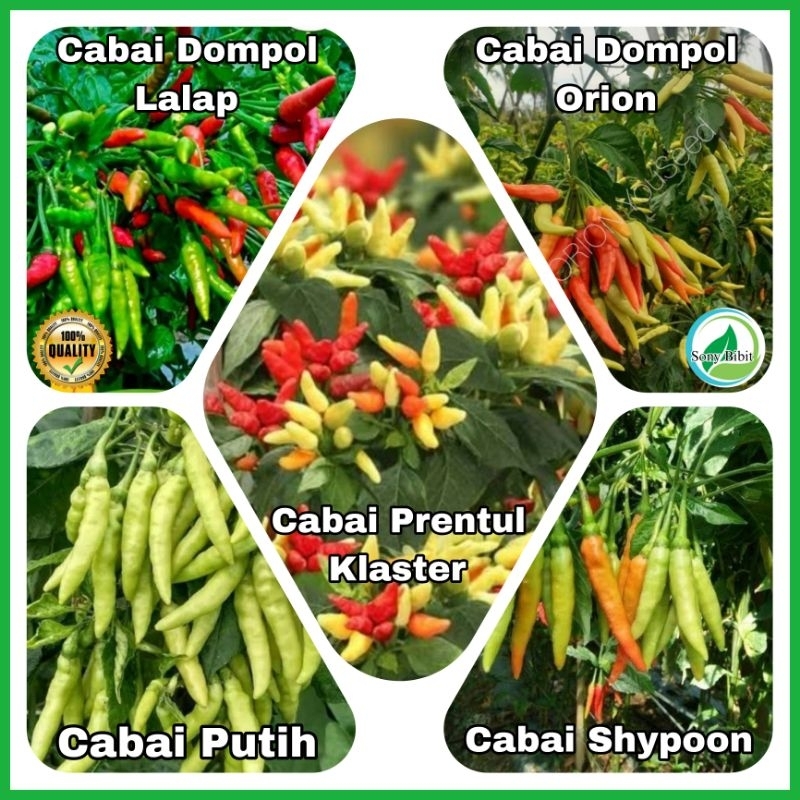 Jual Paket 5 Macam Jenis Benih Cabai Rawit Dompol Unik Kemasan Ekonomis ...