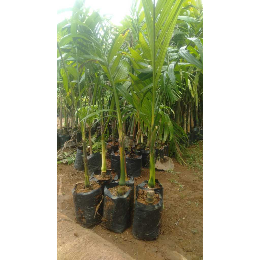 Jual Bibit Tanaman Pinang Ketinggian 1m - Tanaman Untuk Lomba 17 ...