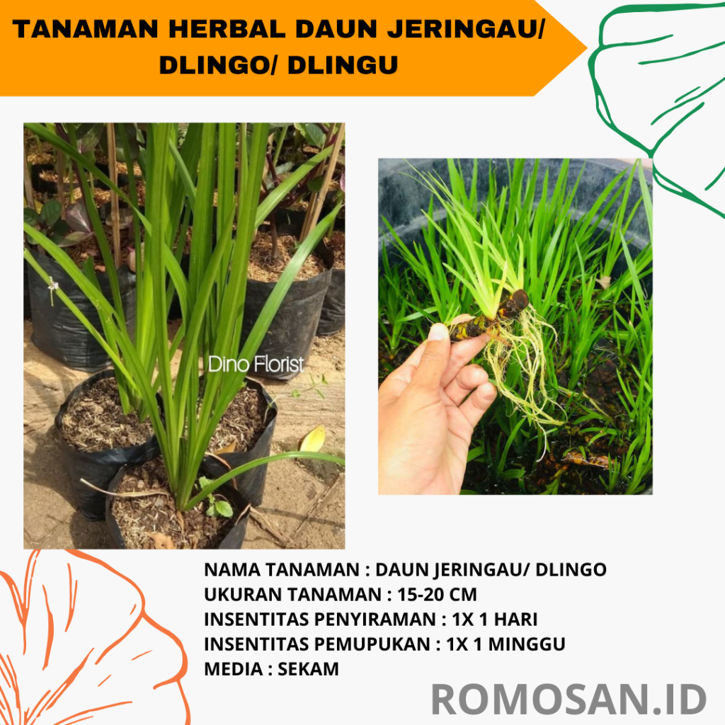 Jual Bibit Tanaman Herbal Daun Dlingo / Daun Jeringau -bibitbunga ...