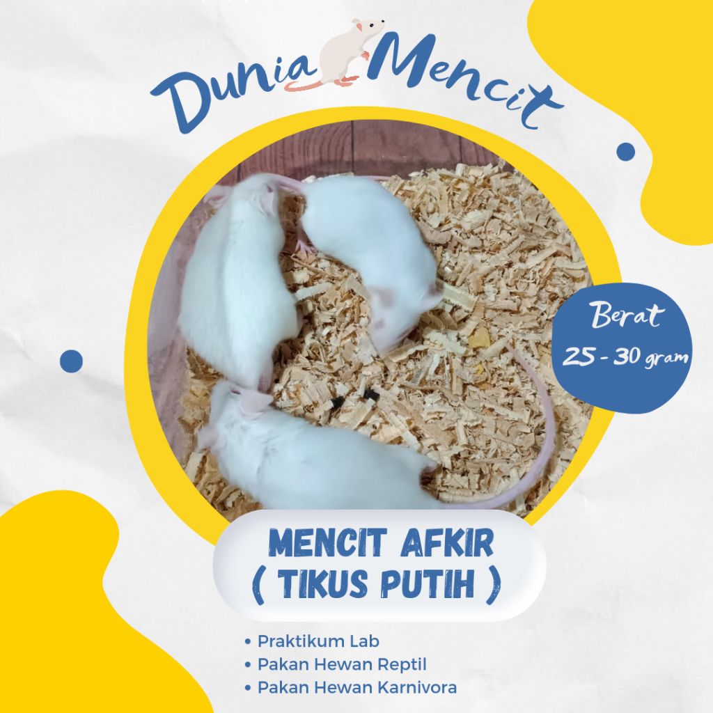 Jual Tikus putih/mencit putih afkir | Shopee Indonesia