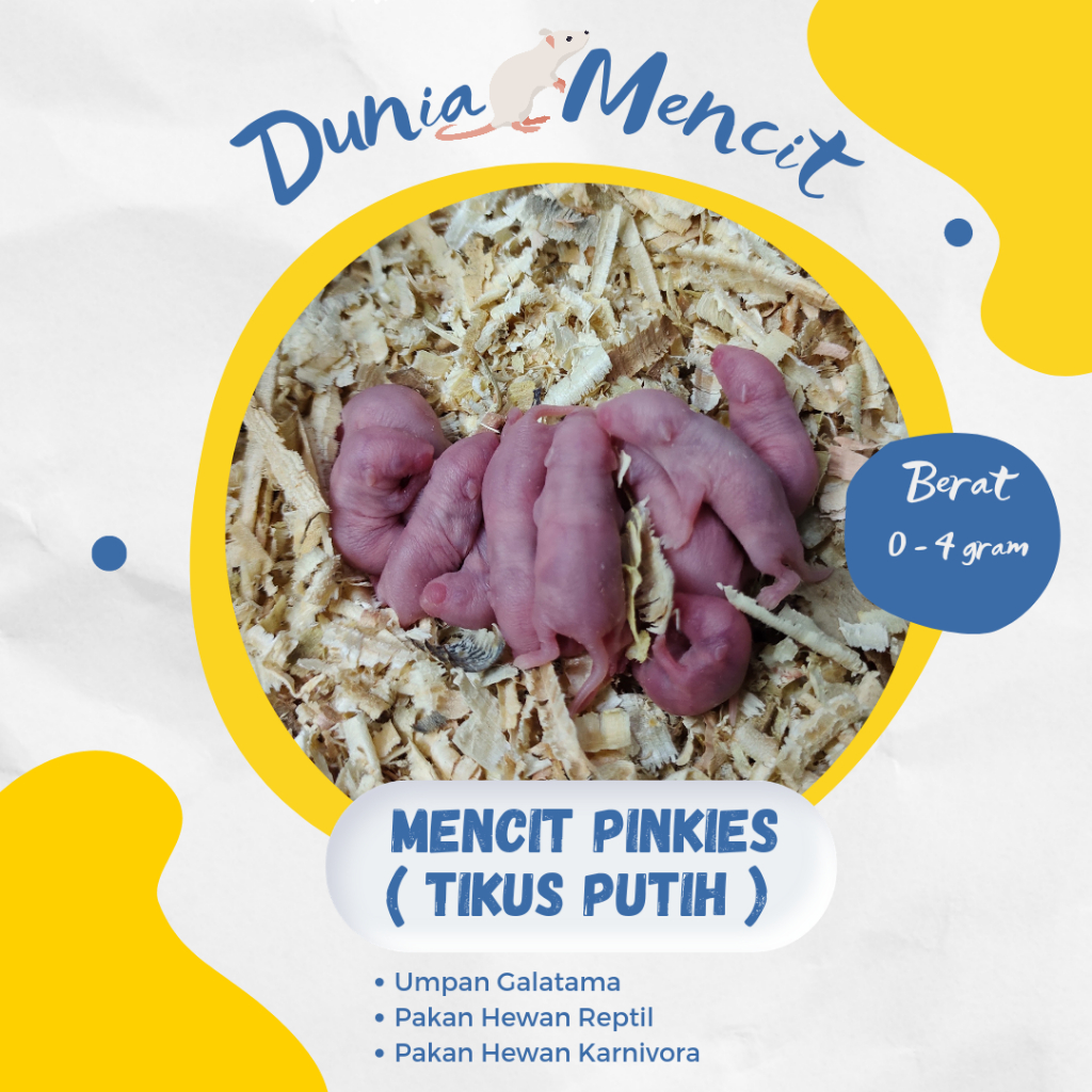 Jual Anakan mencit putih (pinkies) | Shopee Indonesia