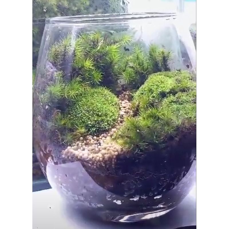 Jual PAKET KOMPLIT TERARIUM MINI GLASSES TANPA TUTUP RAKIT SENDRI ...