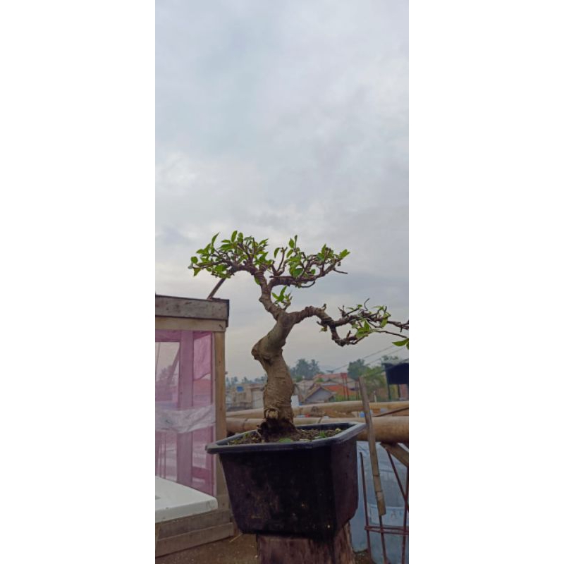 Jual bonsai loa murah | Shopee Indonesia